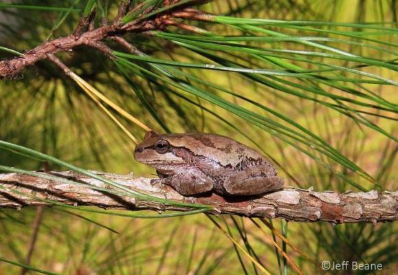 Pine Woods Treefrog | NC Wildlife